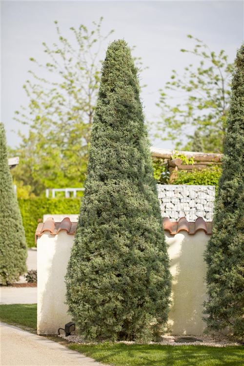 Cupressus arizonica 'Fastigiata', Arizona-Zypresse - Gartenpflanzen Daepp