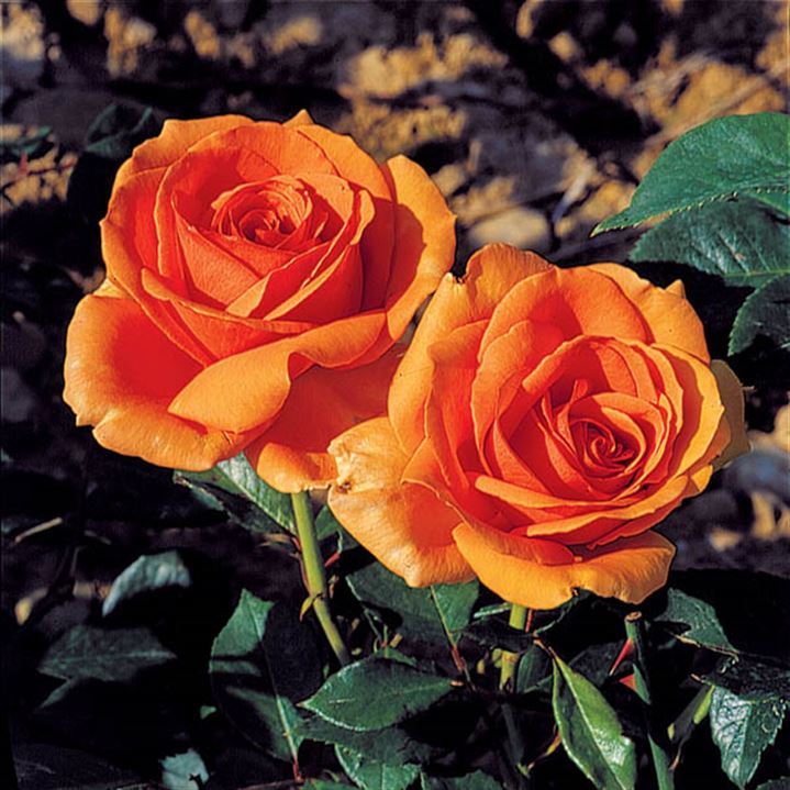 Rosa (Teehybride) 'Ashram', Grossblumige Rose - Gartenpflanzen Daepp