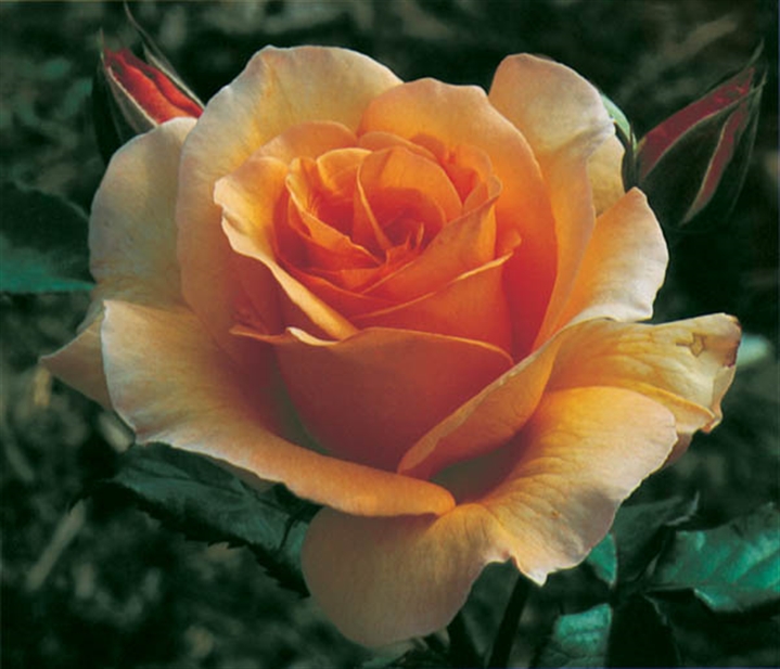 Rosa (Teehybride) 'Doris Tysterman', Grossblumige Rose - Gartenpflanzen ...