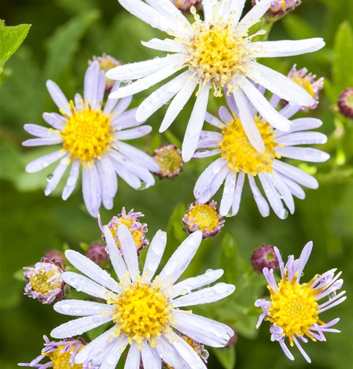 Aster ageratoides 'Asran', Wild-Aster 'Asran' - Gartenpflanzen Daepp