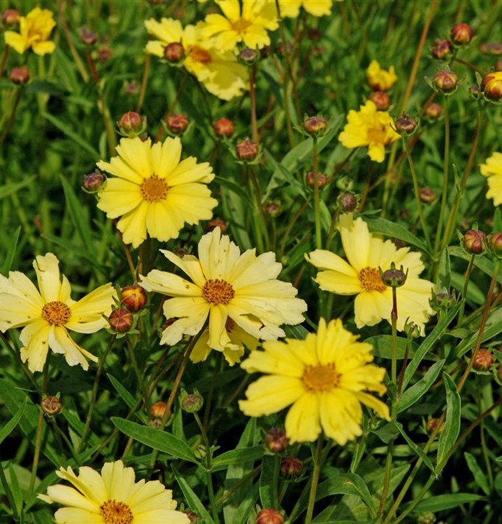 Coreopsis 'Full Moon', Mädchenauge - Gartenpflanzen Daepp