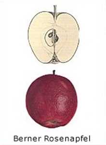 Daepp's Geschichte - Gartenpflanzen Daepp