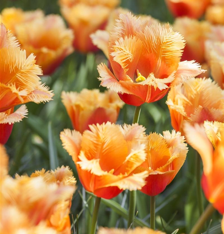 Tulipa 'Lambada', Crispa-Tulpe - Gartenpflanzen Daepp