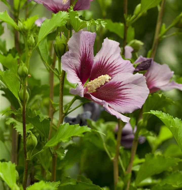 Hibiscus Syriacus Russian Violet Hibiscus Eibisch Gartenpflanzen