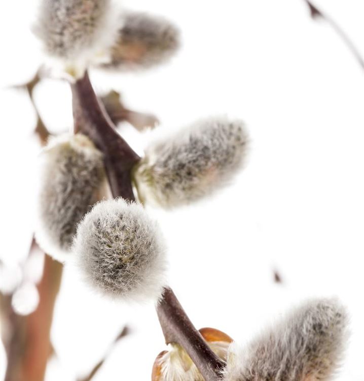 Salix caprea, Salweide - Gartenpflanzen Daepp