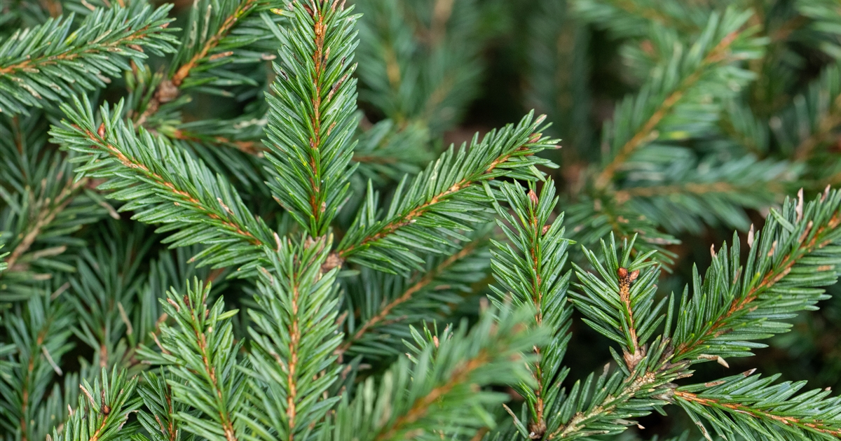 Picea abies 'Pumila Nigra', Zwergfichte - Gartenpflanzen Daepp