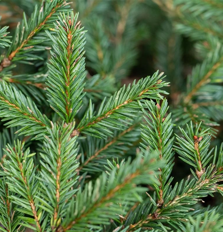 Picea abies 'Pumila Nigra', Zwergfichte - Gartenpflanzen Daepp