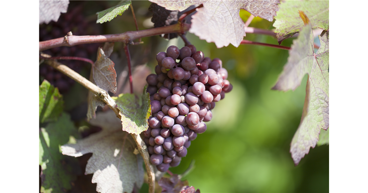Weinreben - Gartenpflanzen Daepp