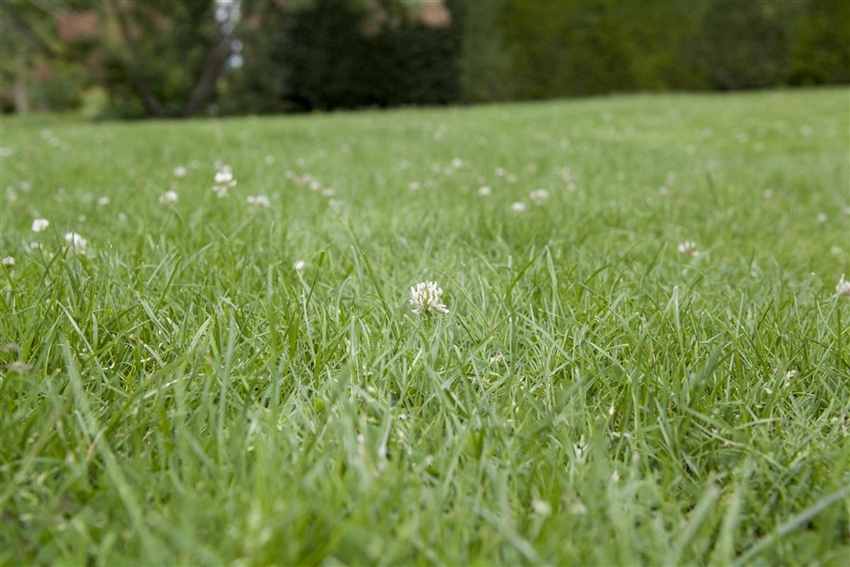 Auf dem Weg zum perfekten Rasen – Mühe geben und Mäharbeiten ...