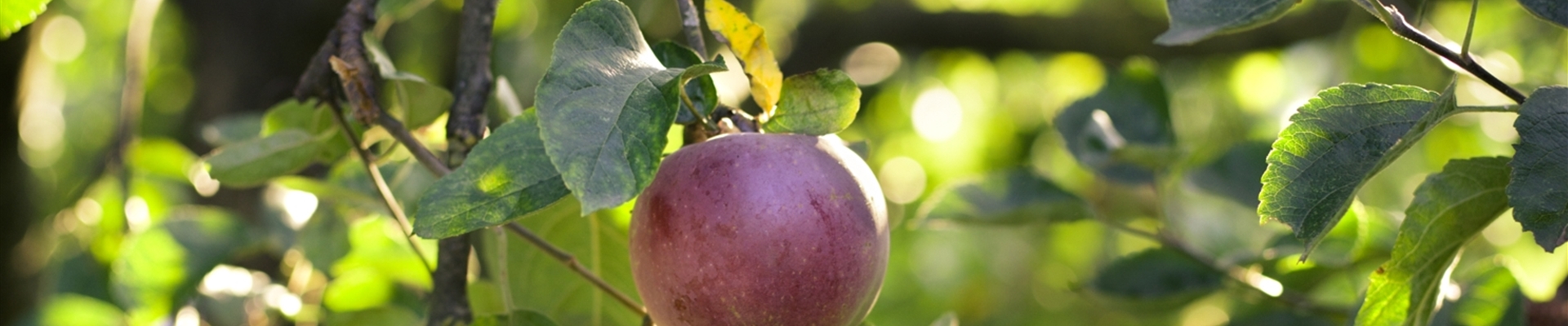 Berner Rosenapfel - Gartenpflanzen Daepp