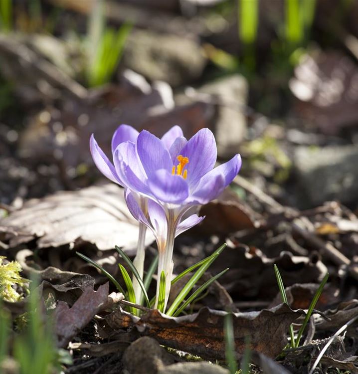 Crocus etruscus 'Zwanenburg', Krokus - Gartenpflanzen Daepp