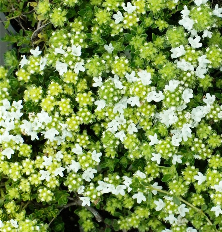 Thymus praecox 'Albiflorus', Thymian - Gartenpflanzen Daepp