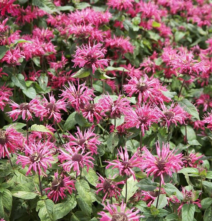 Monarda 'Pink Lace', Goldmelisse, Indianernessel - Gartenpflanzen Daepp