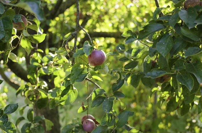 Berner Rosenapfel - Gartenpflanzen Daepp