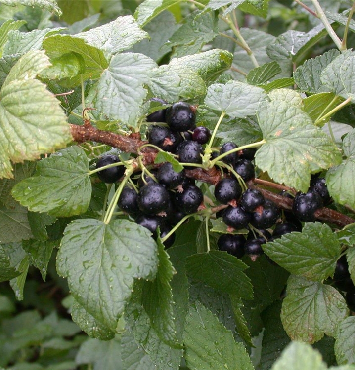 Ribes nigrum 'Titania', Johannisbeere, Cassis - Gartenpflanzen Daepp