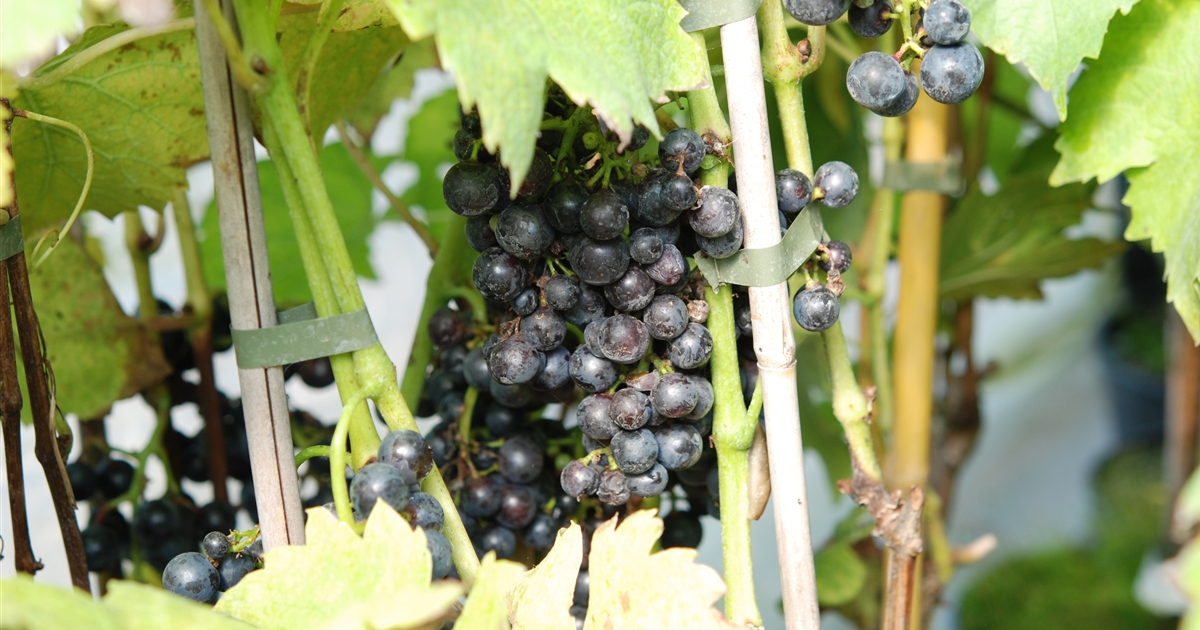 Vitis vinifera 'Venus', Direktträger rot - Gartenpflanzen Daepp