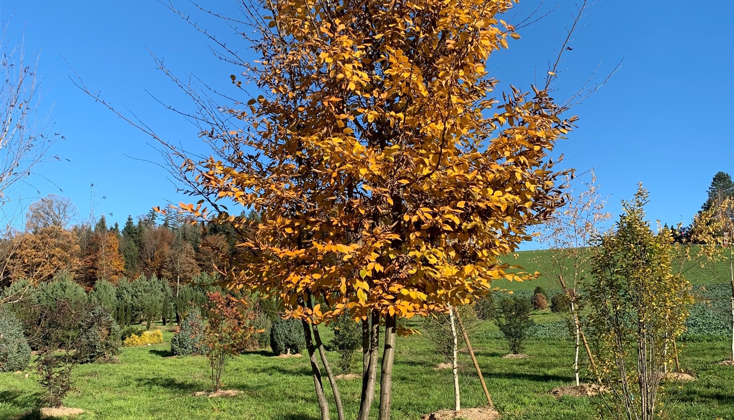 Hainbuche (Carpinus betulus) - Gartenpflanzen Daepp