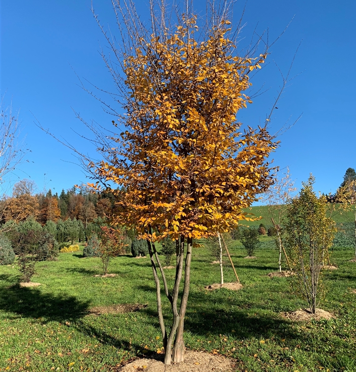 Carpinus betulus Nr. 100, Hainbuche - Gartenpflanzen Daepp