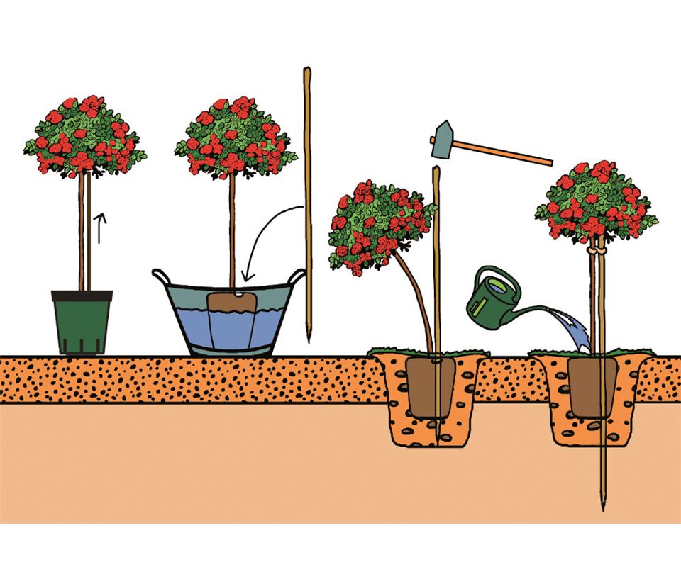 Stammrosen im Container - Gartenpflanzen Daepp