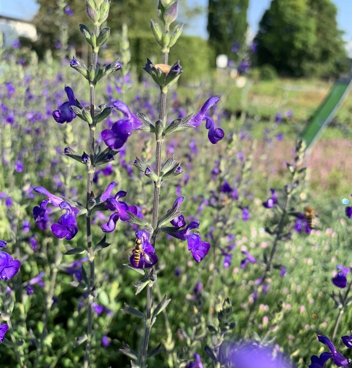Salvia 'Blue Note', Salbei - Gartenpflanzen Daepp
