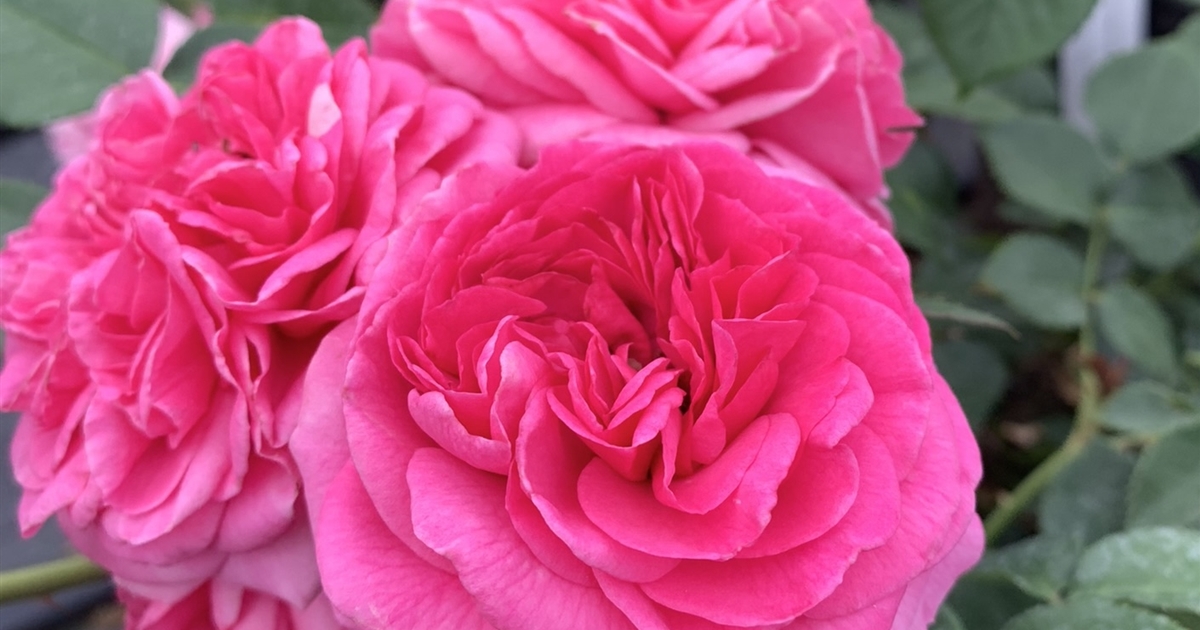 Rosa (Englische Rose) 'Baronesse', Beetrose 'Baronesse ...