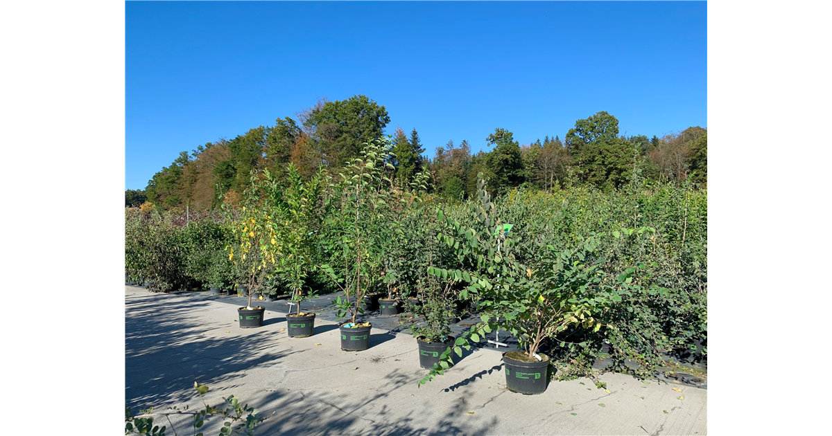 Zeit für Wildhecke!