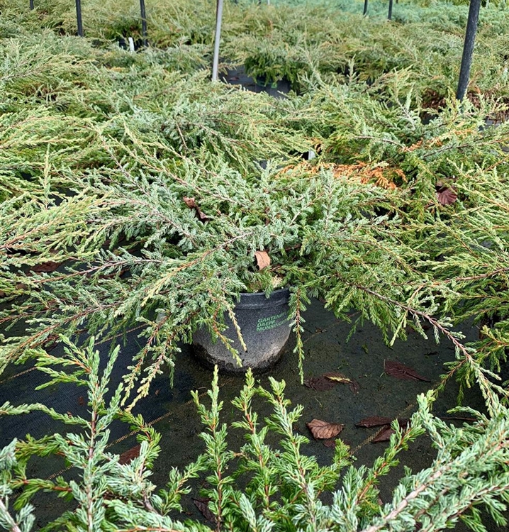 Juniperus communis 'Repanda', Gemeiner Wacholder - Gartenpflanzen Daepp
