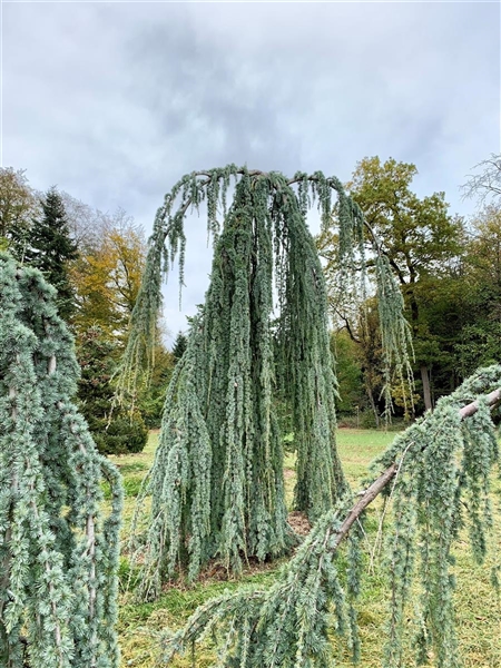 Fantastische Zedern (Cedrus) - Gartenpflanzen Daepp