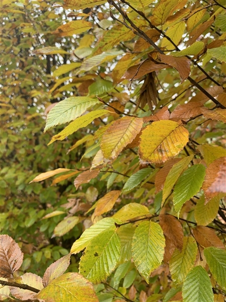 Hainbuche (Carpinus betulus) - Gartenpflanzen Daepp