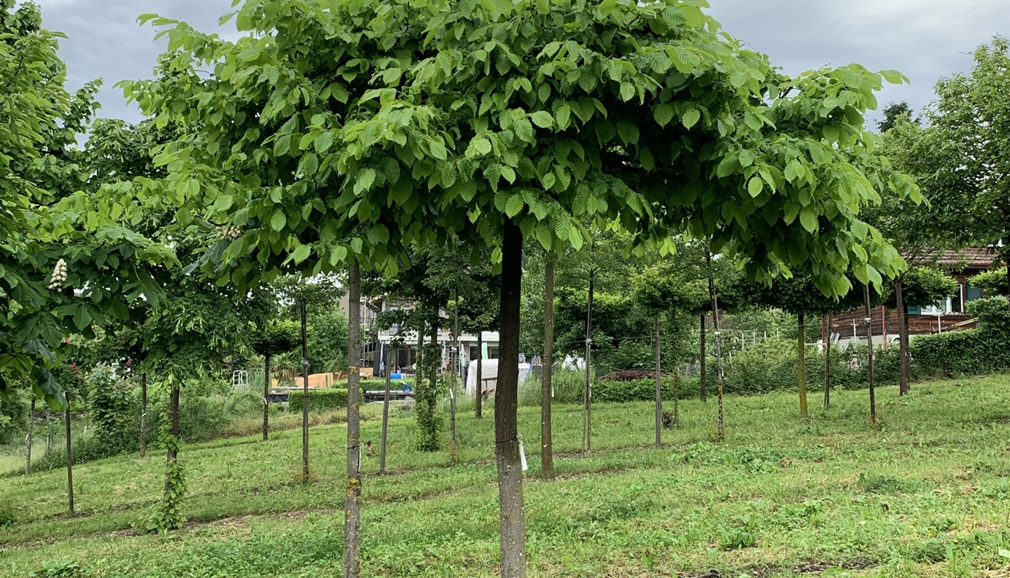 Hainbuche (Carpinus betulus) - Gartenpflanzen Daepp