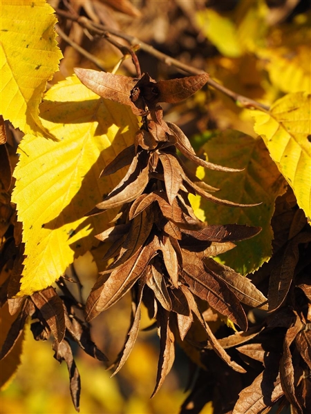 Hainbuche (Carpinus betulus) - Gartenpflanzen Daepp