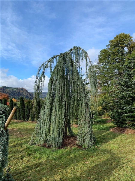 Fantastische Zedern (Cedrus) - Gartenpflanzen Daepp