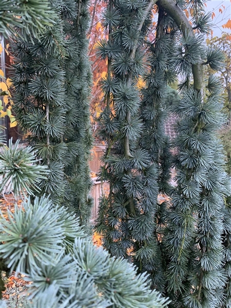 Fantastische Zedern (Cedrus) - Gartenpflanzen Daepp