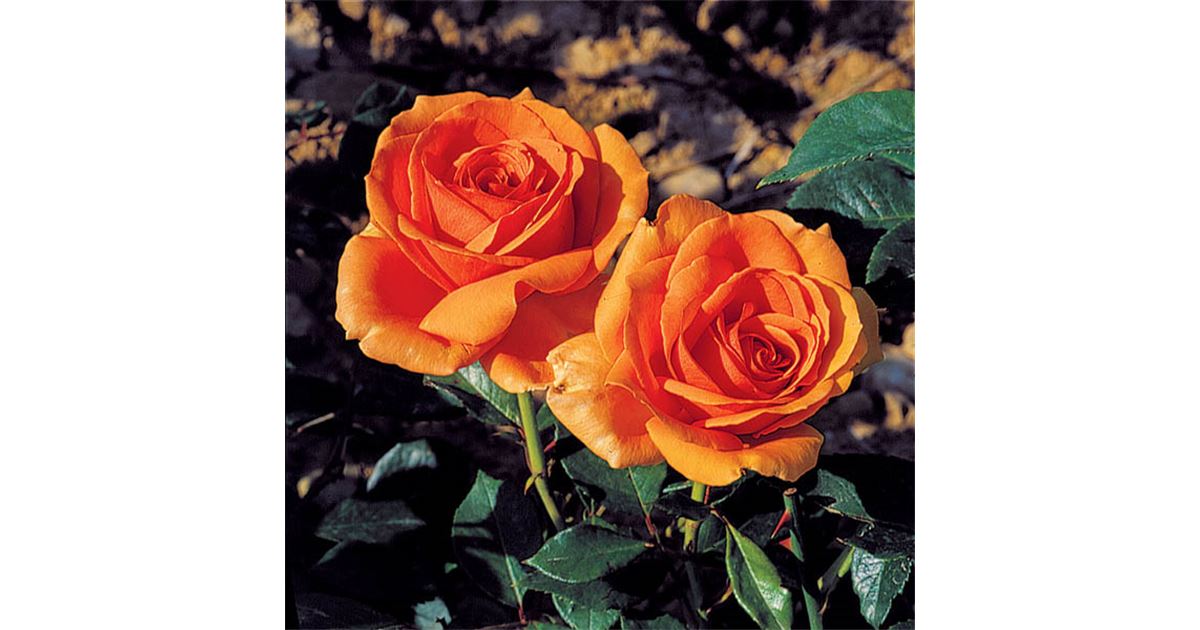 Rosa (Teehybride) 'Ashram', Grossblumige Rose - Gartenpflanzen Daepp