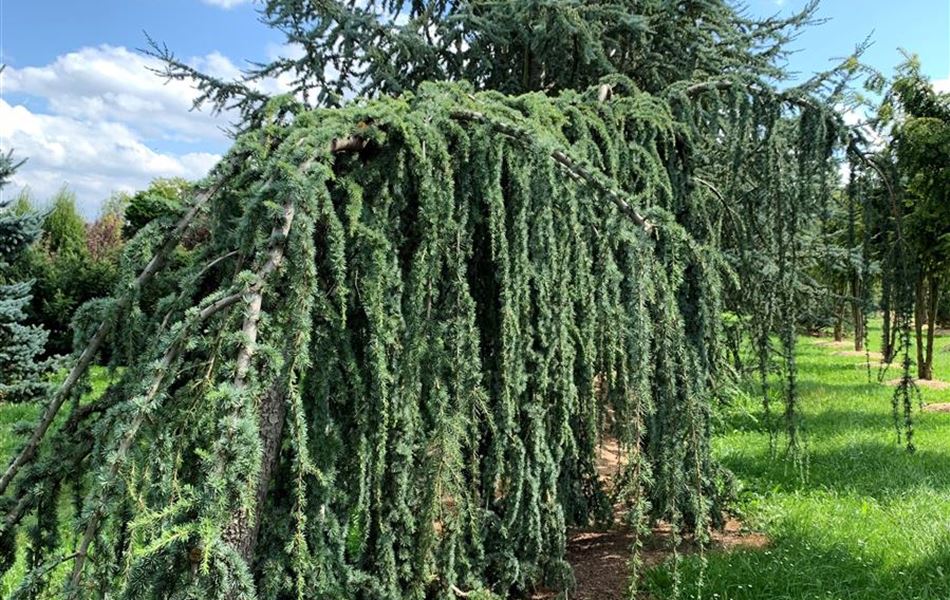 Fantastische Zedern (Cedrus) - Gartenpflanzen Daepp